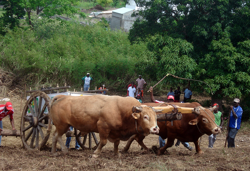 Pulling bull contests - district of Guéry - Anse-Bertrand - Guadeloupe ...