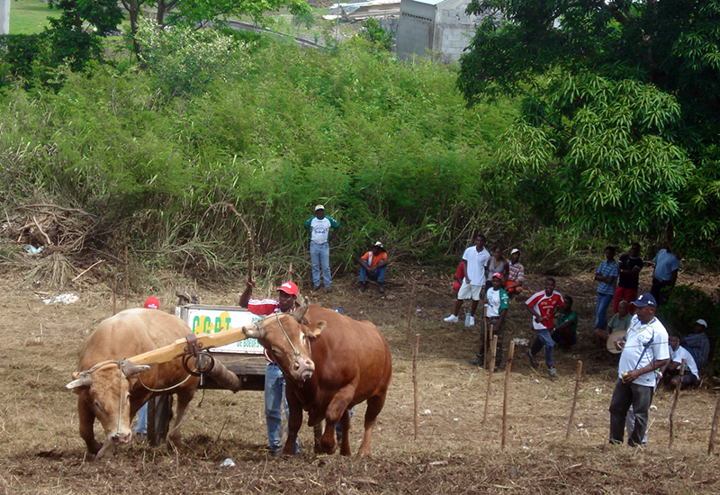 Pulling bull contests - district of Guéry - Anse-Bertrand - Guadeloupe ...