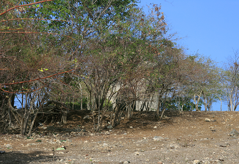 Beauplaisir Windmill - Port-Louis - Guadeloupe Tourism